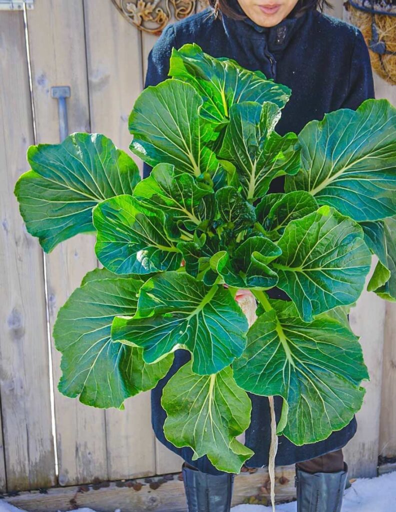 Learn How to Grow Gai Lan Chinese Broccoli + a Tasty Recipe - planted ...