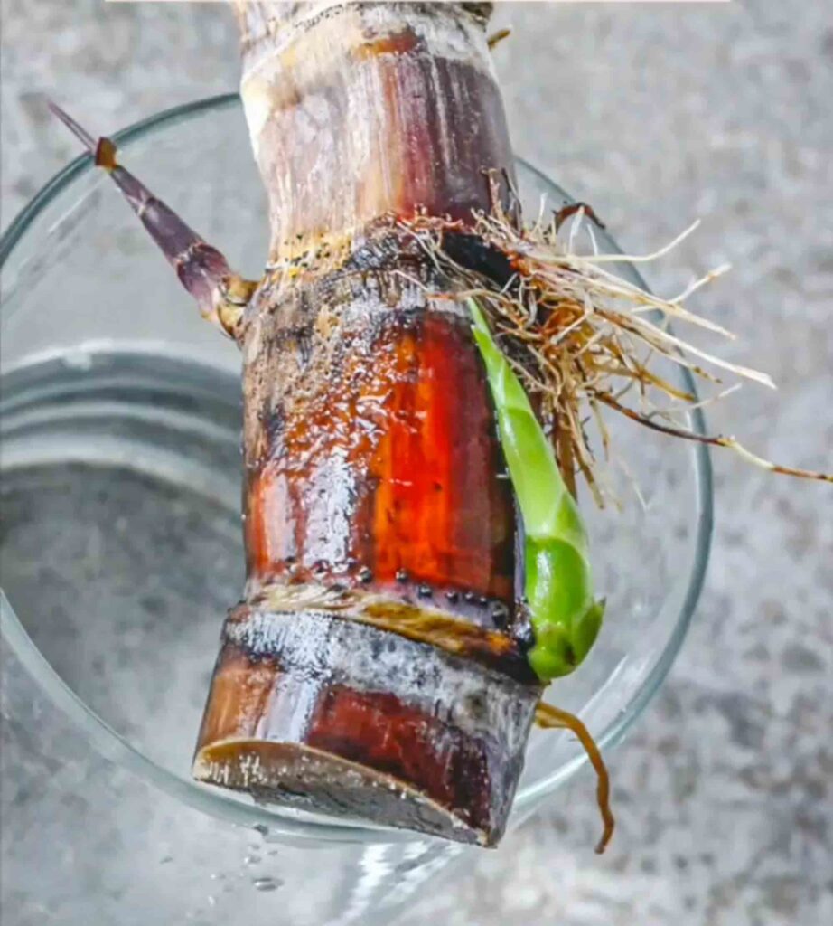 Learn How to Grow Sugarcane in Canada: From Grocery Store to Backyard ...