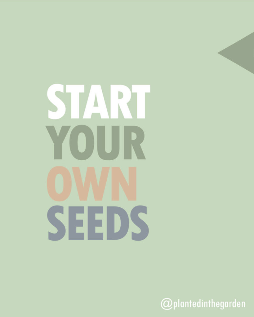 Start Your Own Seeds - planted in the garden