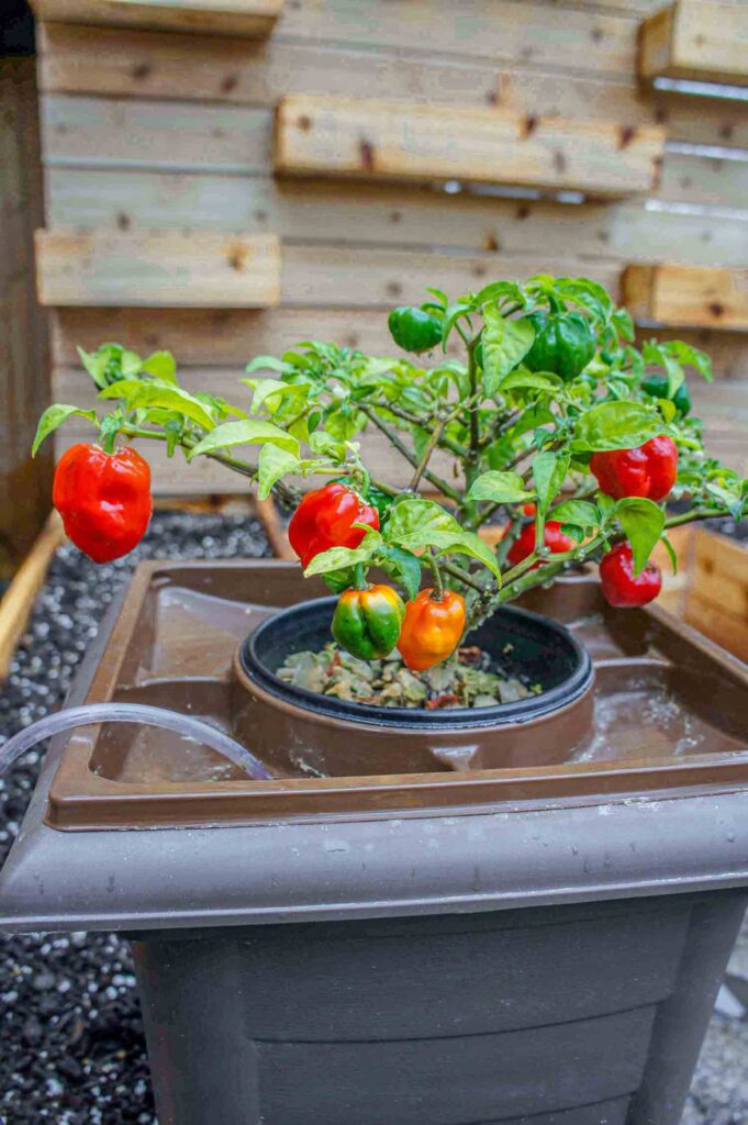 Learn How to Grow a Bonsai Pepper Plant - planted in the garden