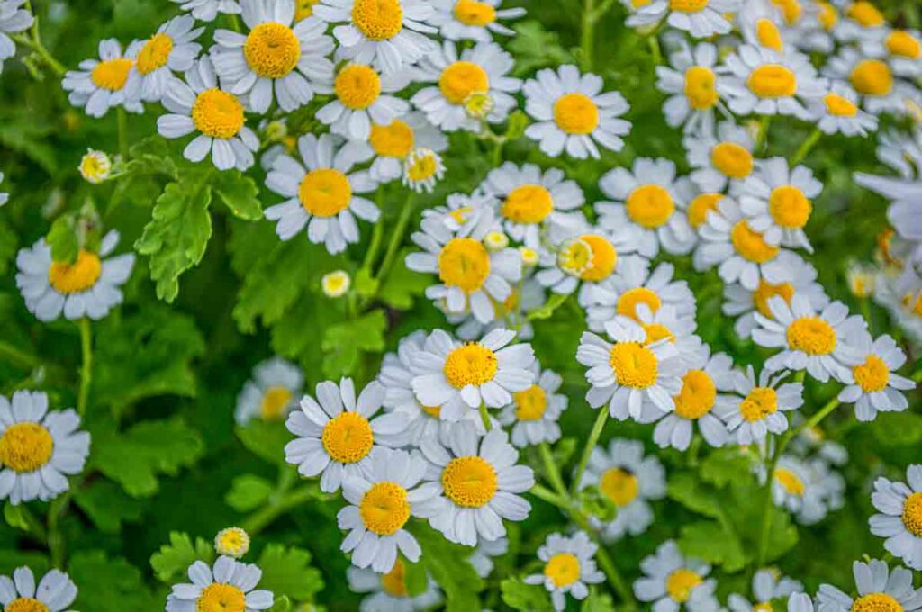Learn How to Grow your Own Chamomile + Easy Tea Cake Recipe - planted ...