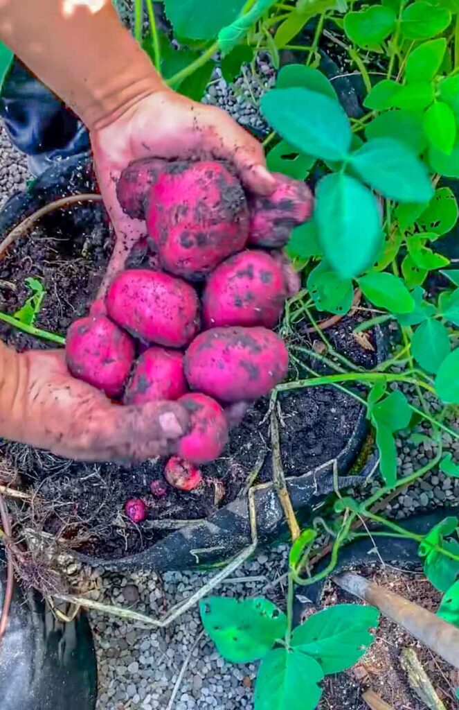 How to Grow Potatoes in Containers - planted in the garden