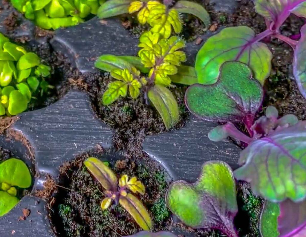 We Tested 4 Different Seed Starting Mixes - planted in the garden